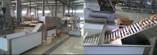 Liquid Egg Processing Line/Egg White&Yolk Line | IBC MACHINE