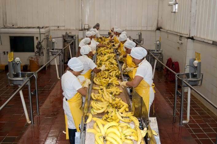 Banana Processing Line/Machinery - IBC MACHINE