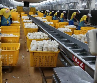 Coconut Processing Line - IBC MACHINE