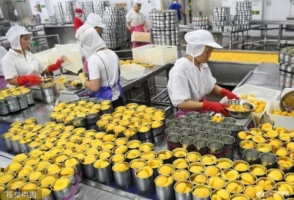 Fruit Canning Processing Technology Introduction - IBC MACHINE