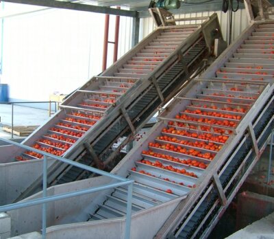 Fruit Elevator And Conveyor Introduction - IBC MACHINE