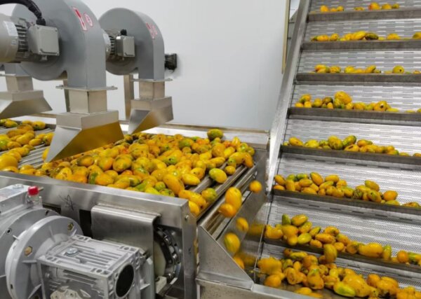 Fruit Elevator And Conveyor Introduction - IBC MACHINE